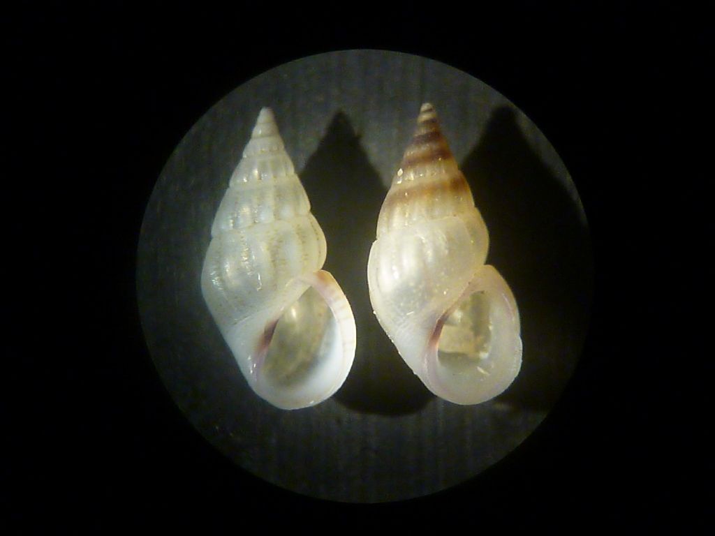 Rissoa splendida? , Natura Mediterraneo | Forum Naturalistico